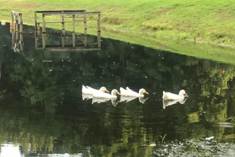 Outdoor Attractions in Caroline County « Four Winds Club & Campground